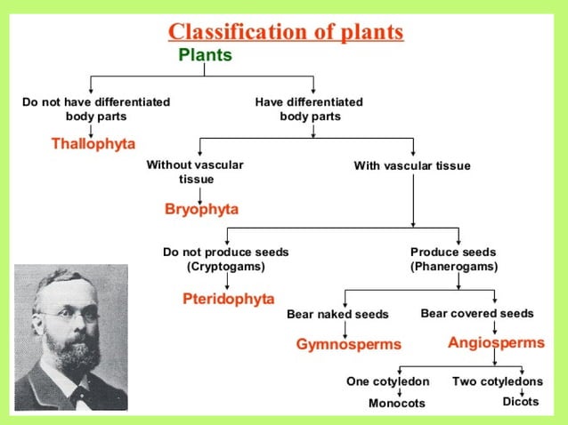 PLANT KINGDOM PPT.pdf | Reproductive Health | Diseases and Conditions