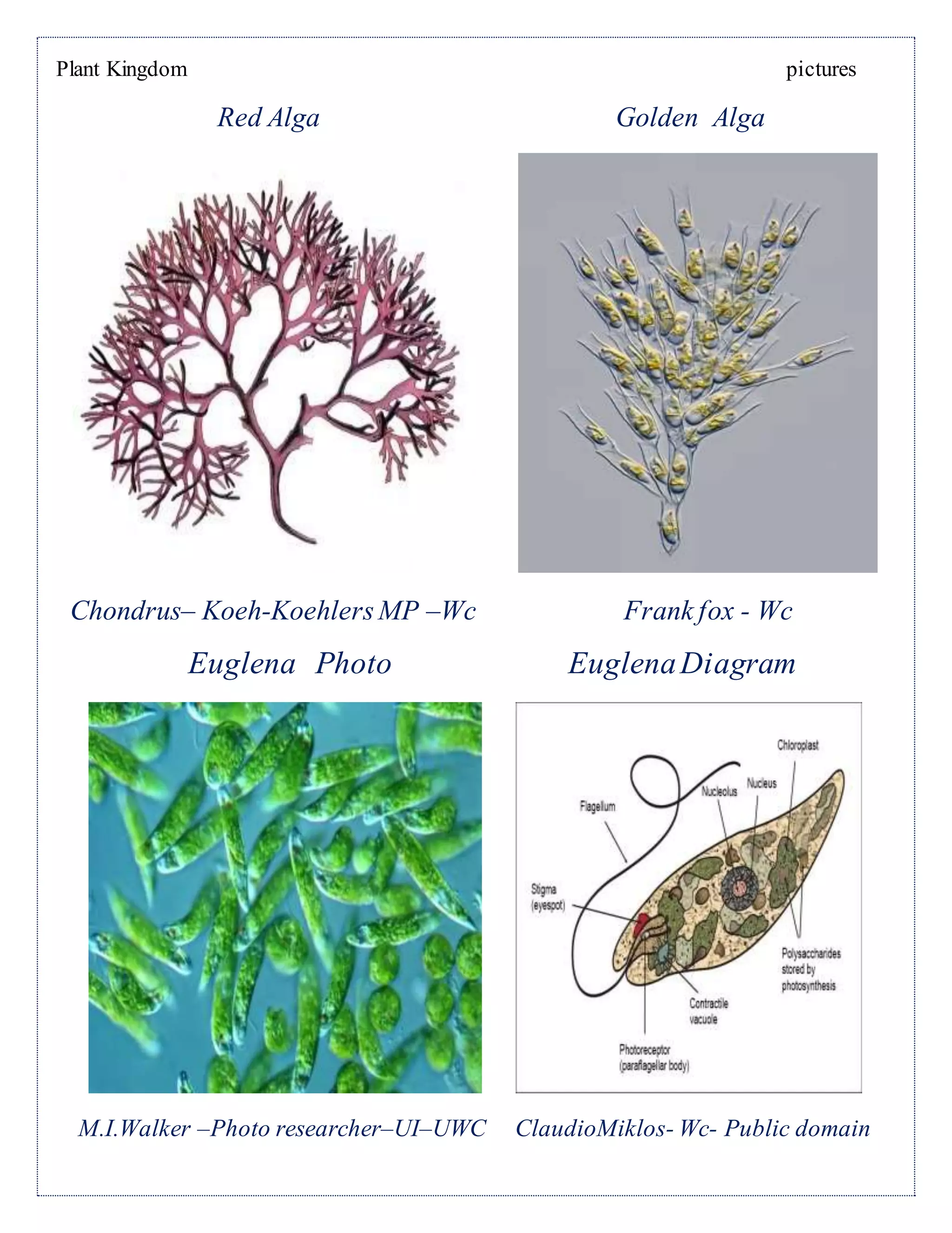 Plant kingdom protista pictures | DOCX