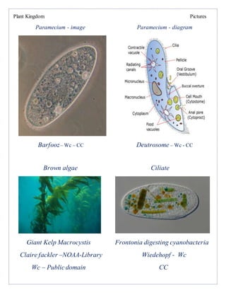 Plant kingdom protista pictures | DOCX