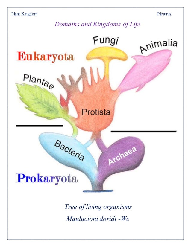 Plant kingdom protista pictures | PDF