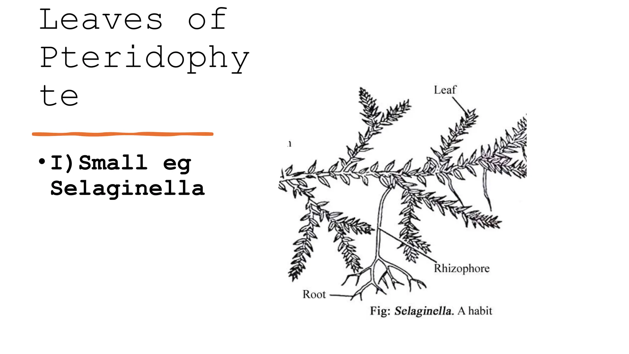 PLANT KINGDOM_PTERIDOPHYTE.PRIYA JHApptx | PPTX