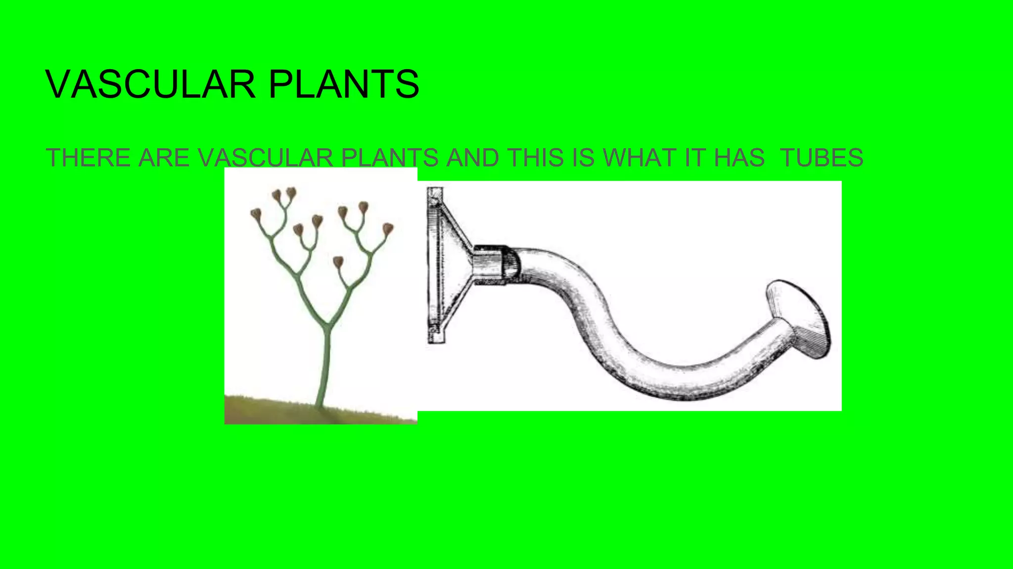 Plant kingdom, vascular and nonvascular plants for science (1) | PPTX