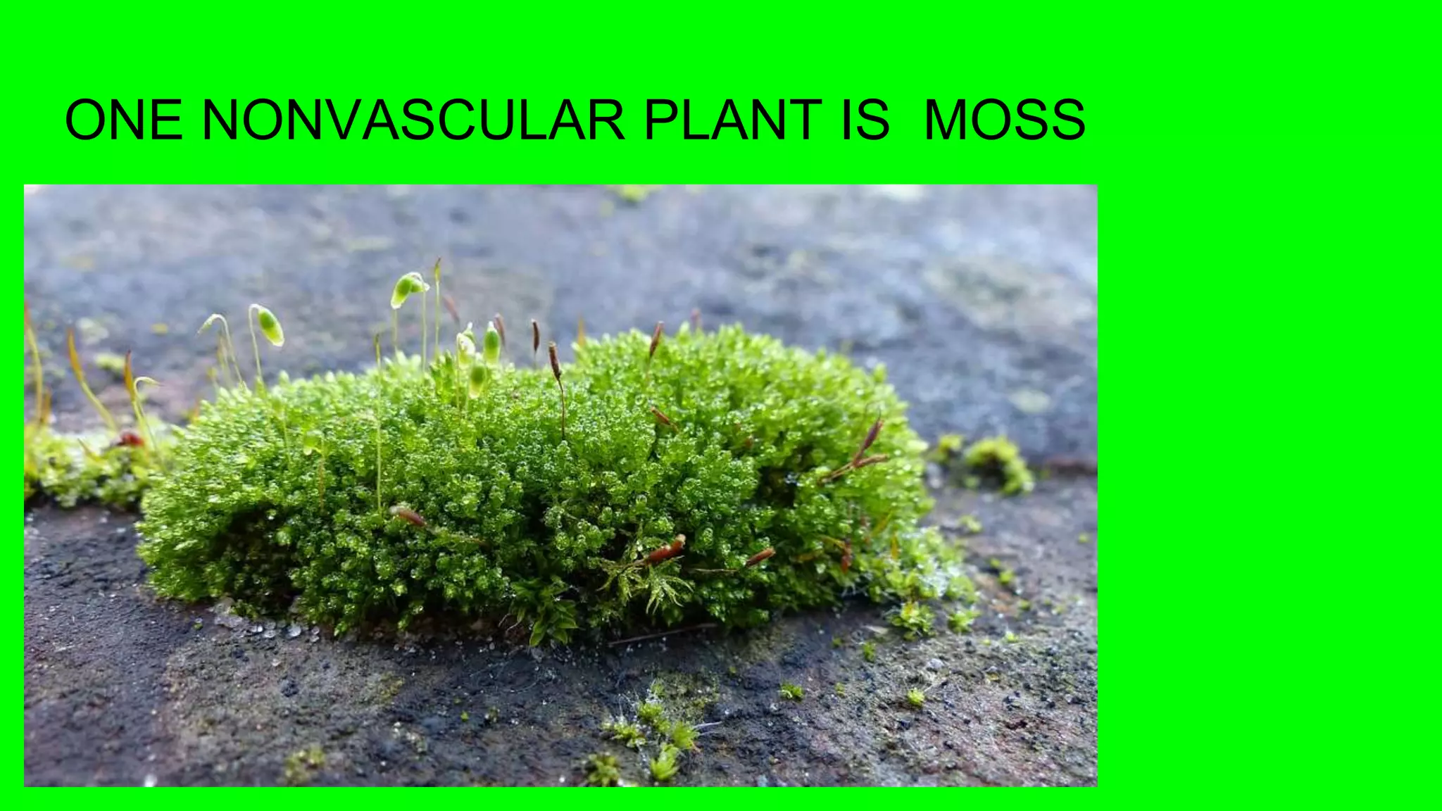 Plant kingdom, vascular and nonvascular plants for science (1) | PPTX ...