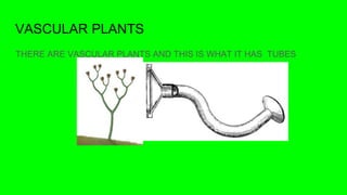 Plant kingdom, vascular and nonvascular plants for science (1) | PPTX ...
