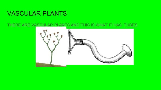 Plant kingdom, vascular and nonvascular plants for science (1) | PPTX ...