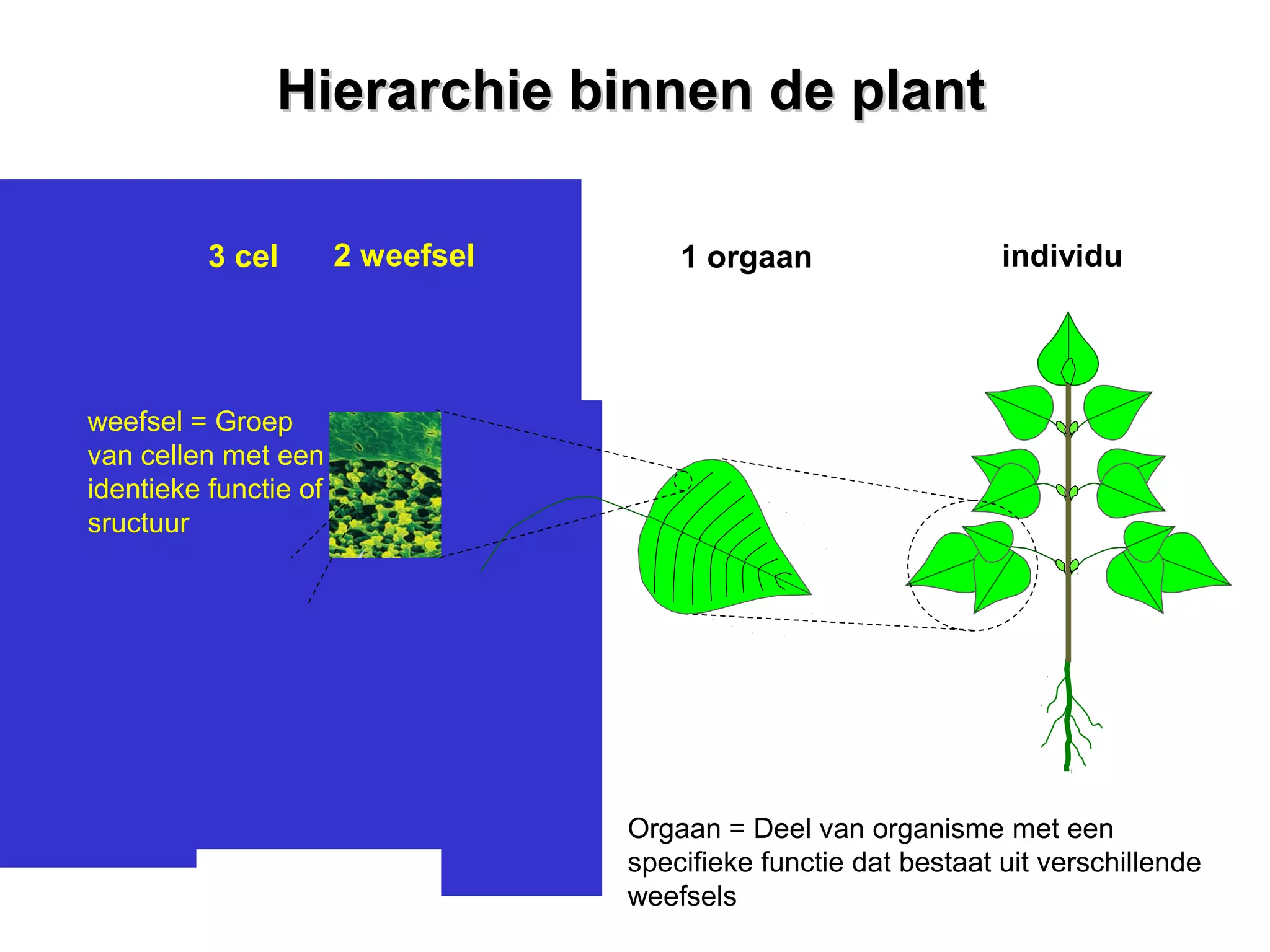 Plantkunde 35a | PPT