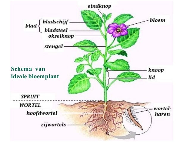 Plantkunde 35a