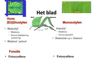 Plantkunde 35b | PPT
