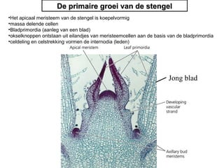 Plantkunde 35c | PPT