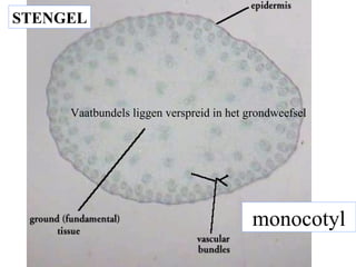 Plantkunde 35c | PPT