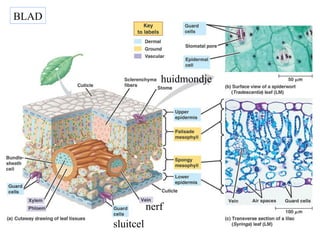 Plantkunde 35c | PPT