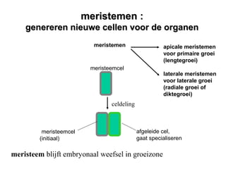 Plantkunde 35c | PPT