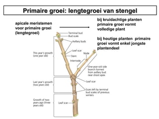Plantkunde 35c | PPT