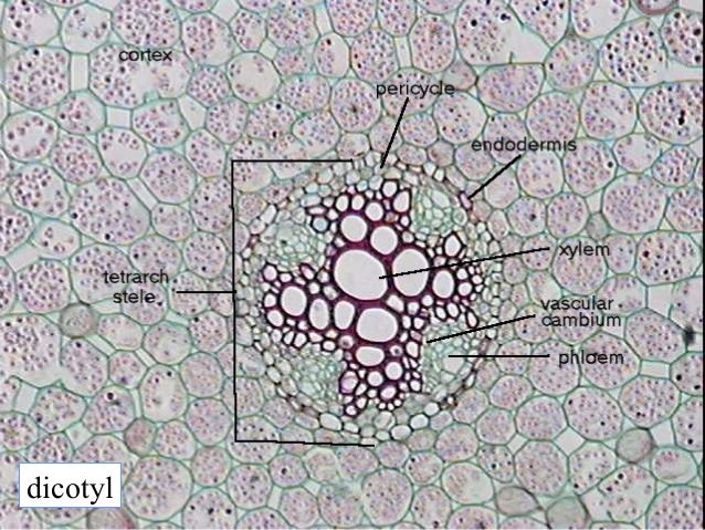 Plantkunde 35c