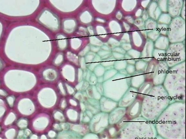 Plantkunde 35c
