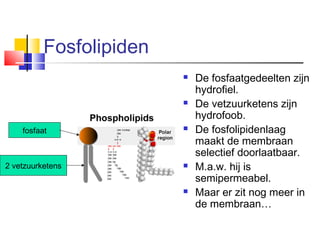 Plantkunde 36a | PPT