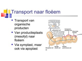 Plantkunde 36b | PPT | Chemistry | Science