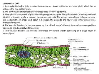 Plant leaf | PPTX