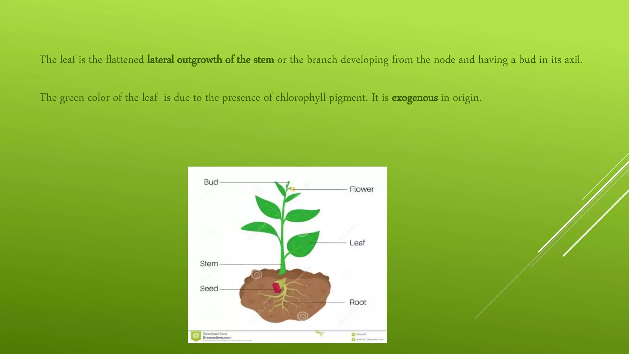 Plant leaf -an introduction | PPTX