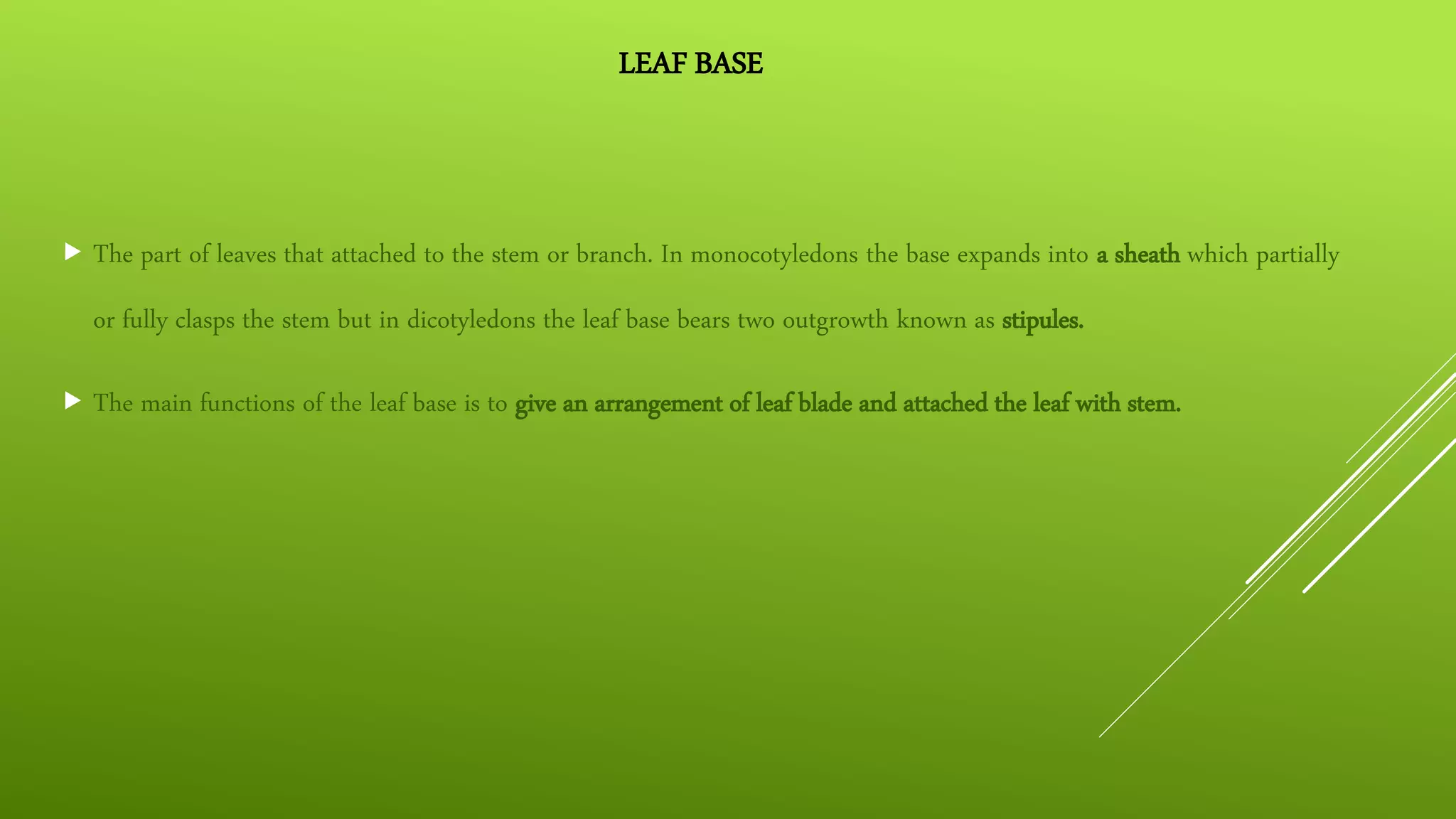 Plant leaf -an introduction | PPTX