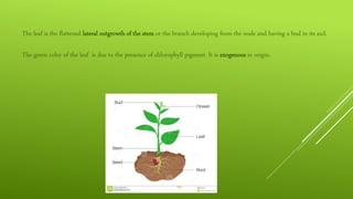 Plant leaf -an introduction | PPTX