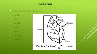 Plant leaf -an introduction | PPTX