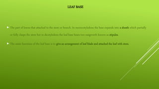 Plant leaf -an introduction | PPTX
