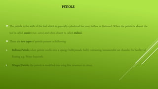 Plant leaf -an introduction | PPTX