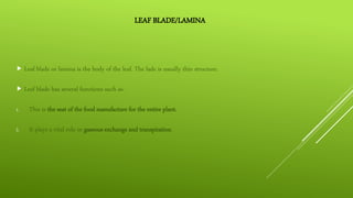 Plant leaf -an introduction | PPTX