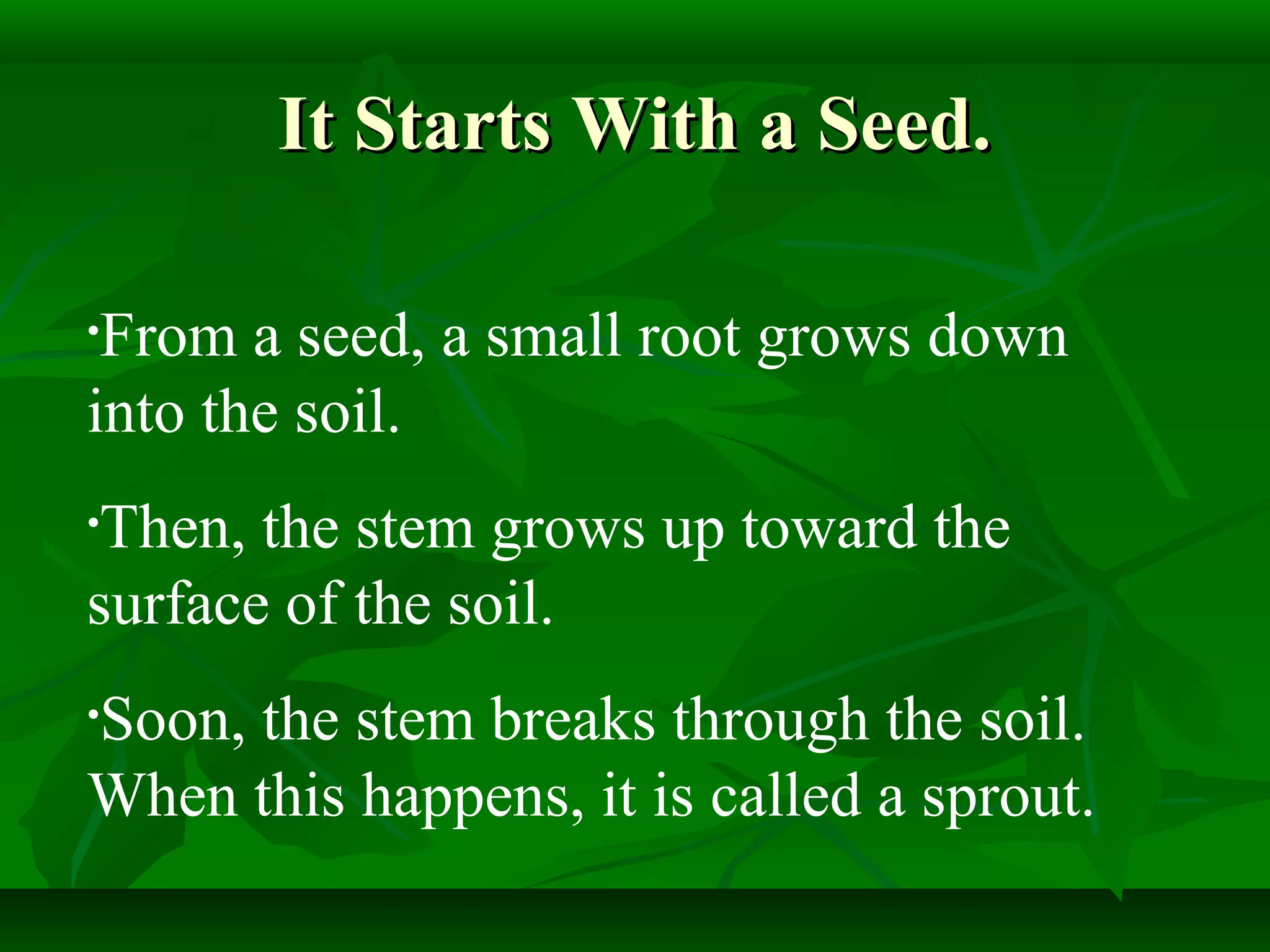 Plant life cycle | PPT