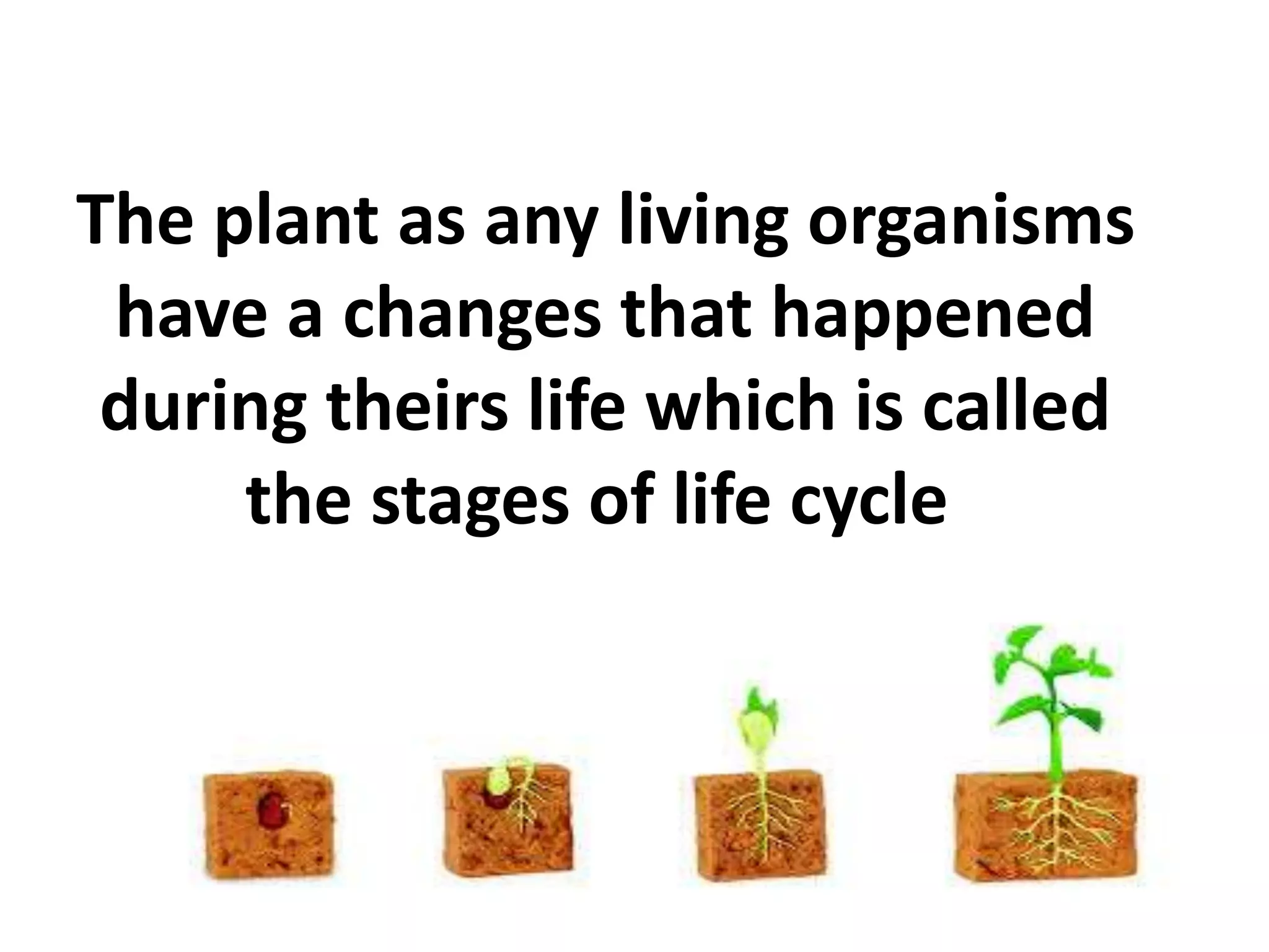 Plant life cycle | PPTX