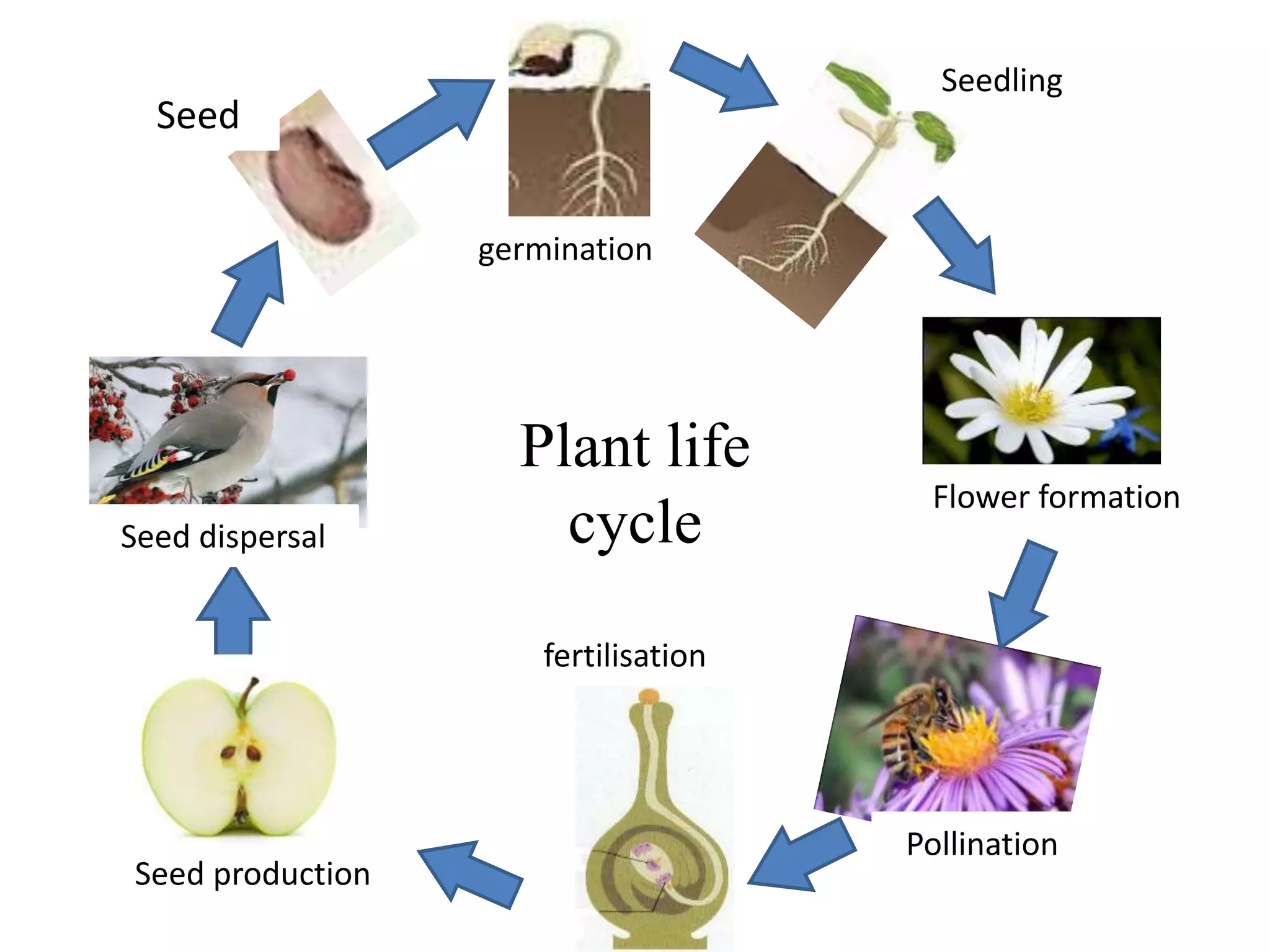 Plant life cycle | PPT