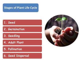 Plant Life Cycle By Abhiram 4F.pptx