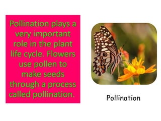 Plant Life Cycle By Abhiram 4F.pptx