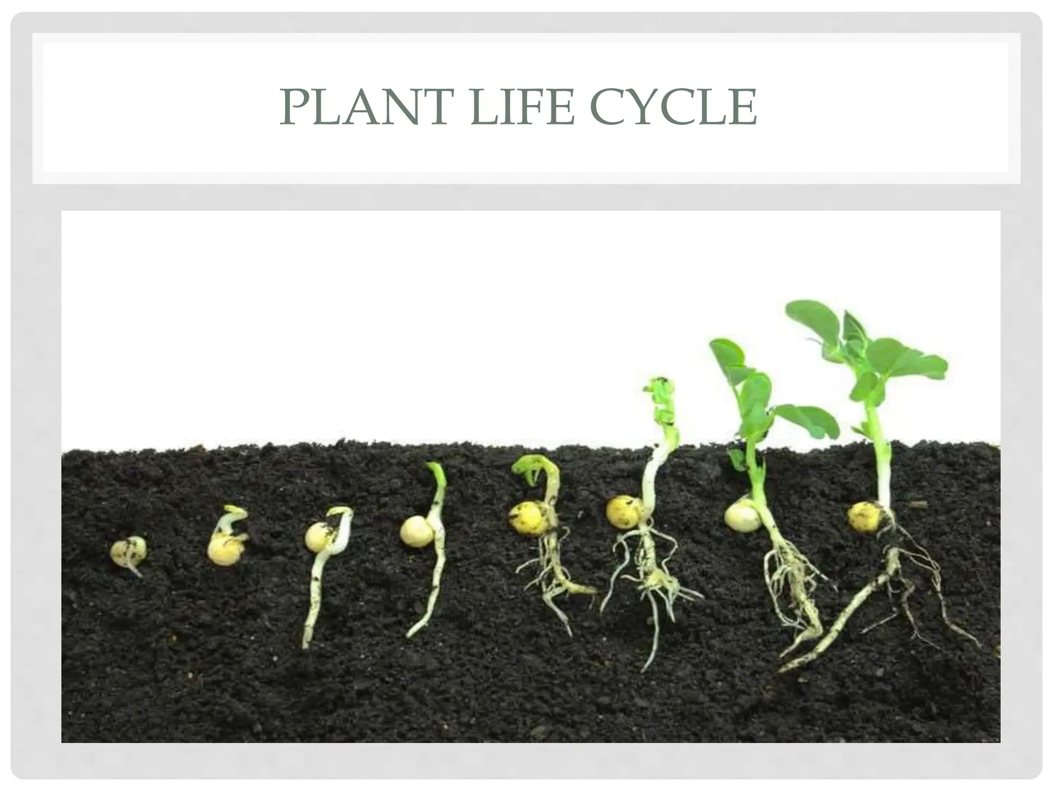 plant life cycle.pptx
