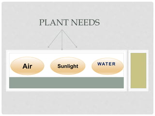 plant life cycle.pptx