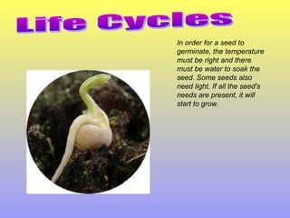 Plant life cycle (1) | PPT