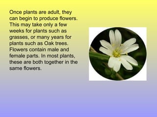 Plant life cycle (1) | PPT