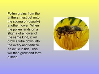 Plant life cycle (1) | PPT