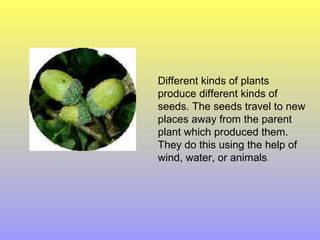 Plant life cycle (1) | PPT