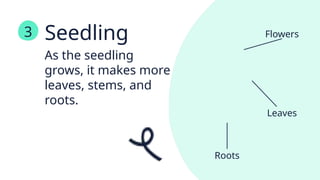 Plant Life Cycle Educational Presentation in Green Yellow Animated ...