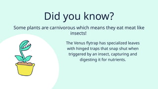 Plant Life Cycle Educational Presentation in Green Yellow Animated ...