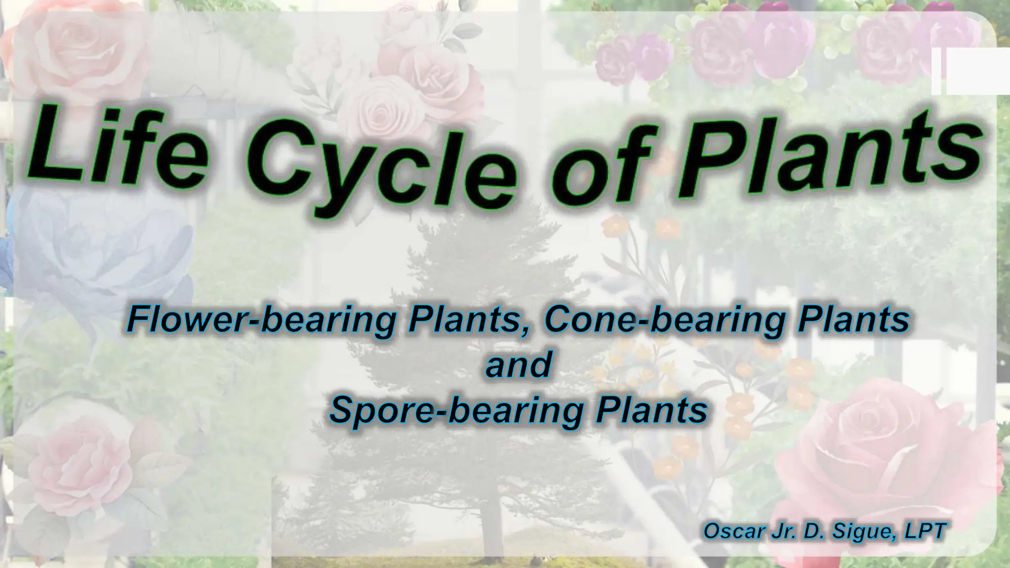 Plant Life Cycles of Flower bearing plant, spore bearing plant and Cone bearing plant | PPTX