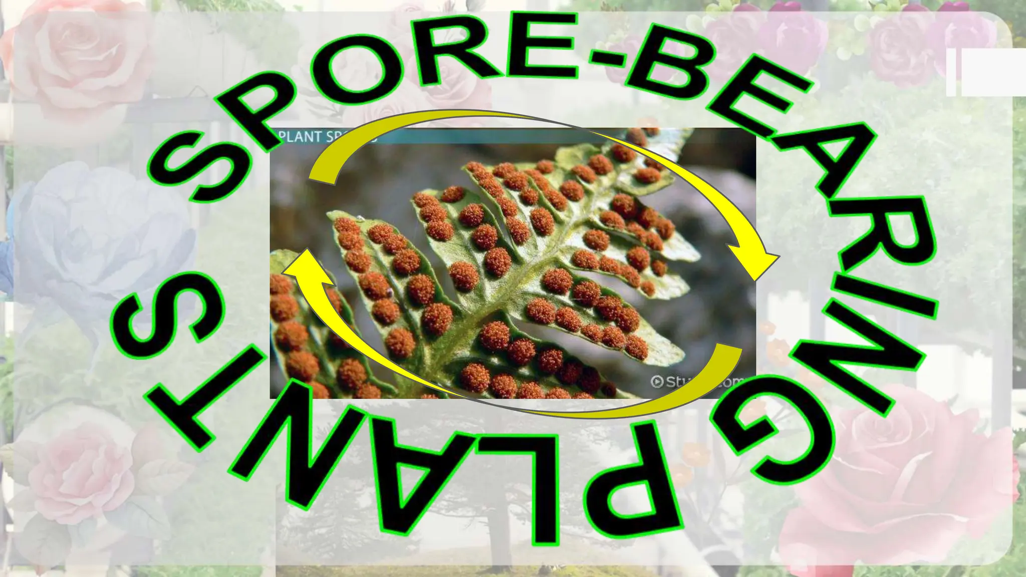 Plant Life Cycles of Flower bearing plant, spore bearing plant and Cone bearing plant | PPTX