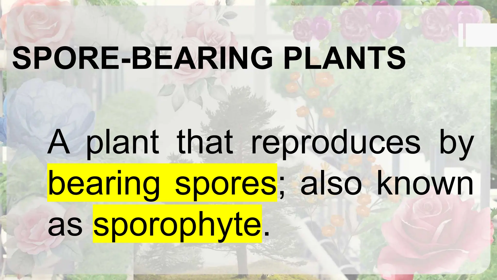 Plant Life Cycles of Flower bearing plant, spore bearing plant and Cone ...
