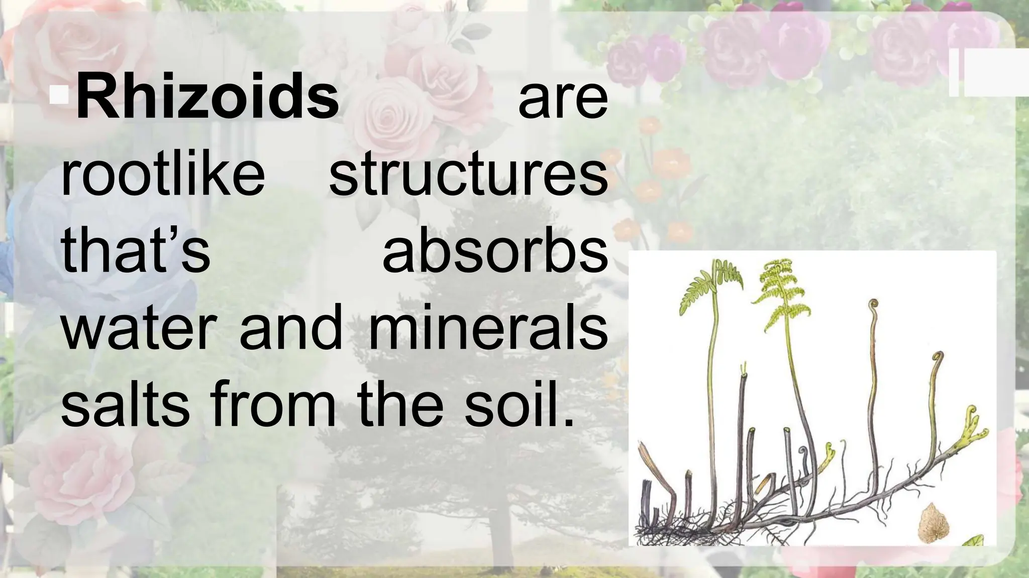 Plant Life Cycles of Flower bearing plant, spore bearing plant and Cone ...