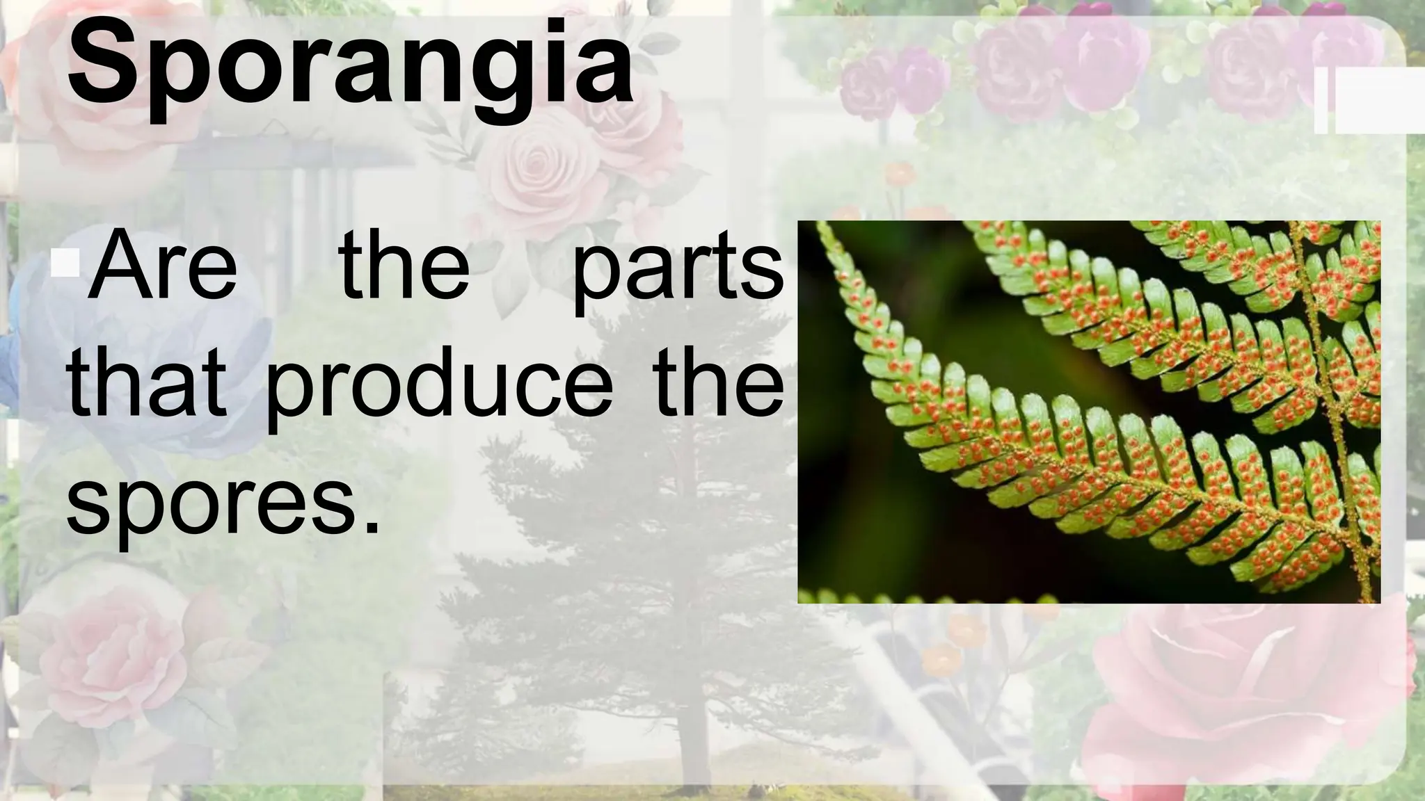 Plant Life Cycles of Flower bearing plant, spore bearing plant and Cone ...
