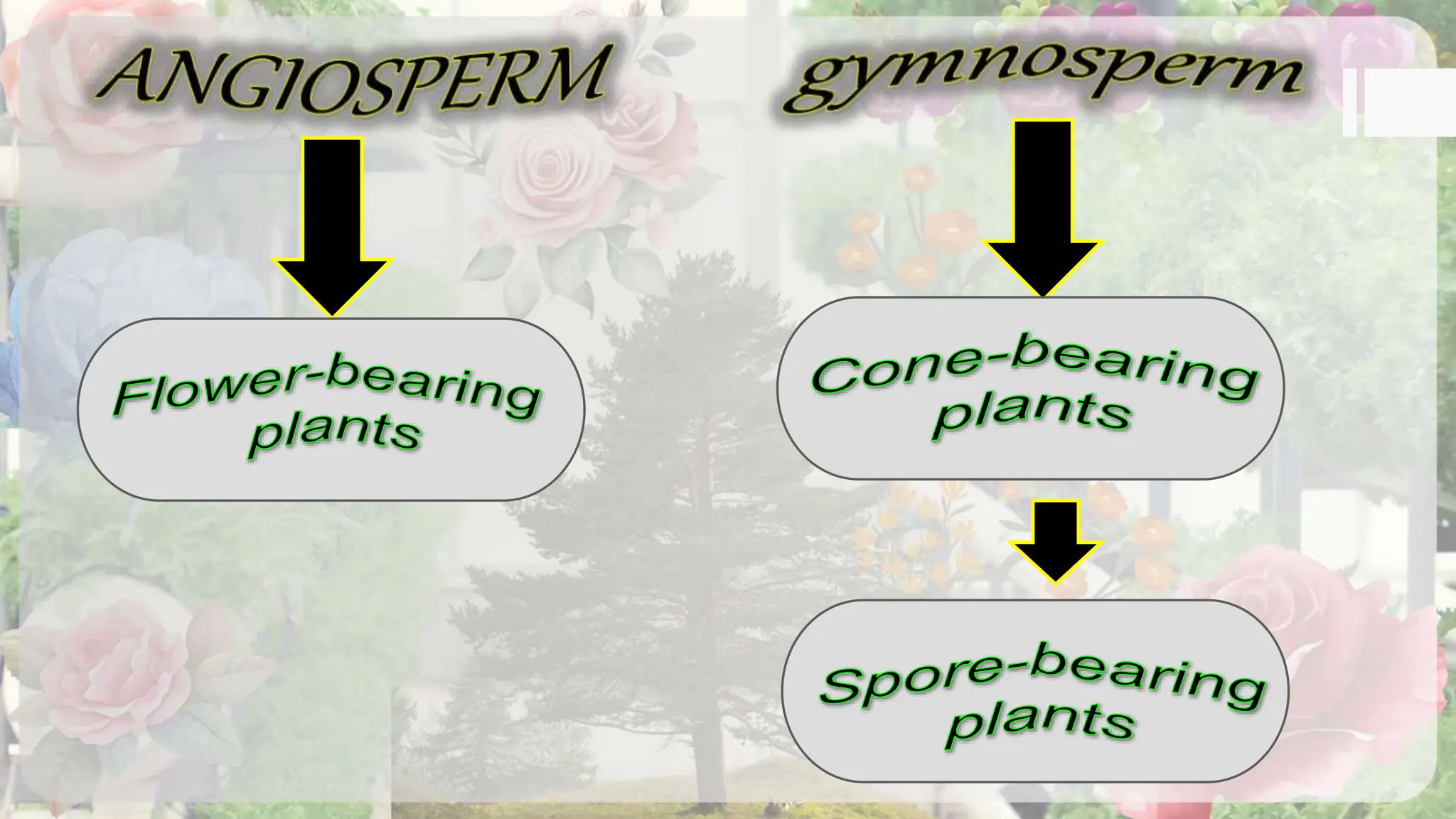 Plant Life Cycles of Flower bearing plant, spore bearing plant and Cone bearing plant | PPTX