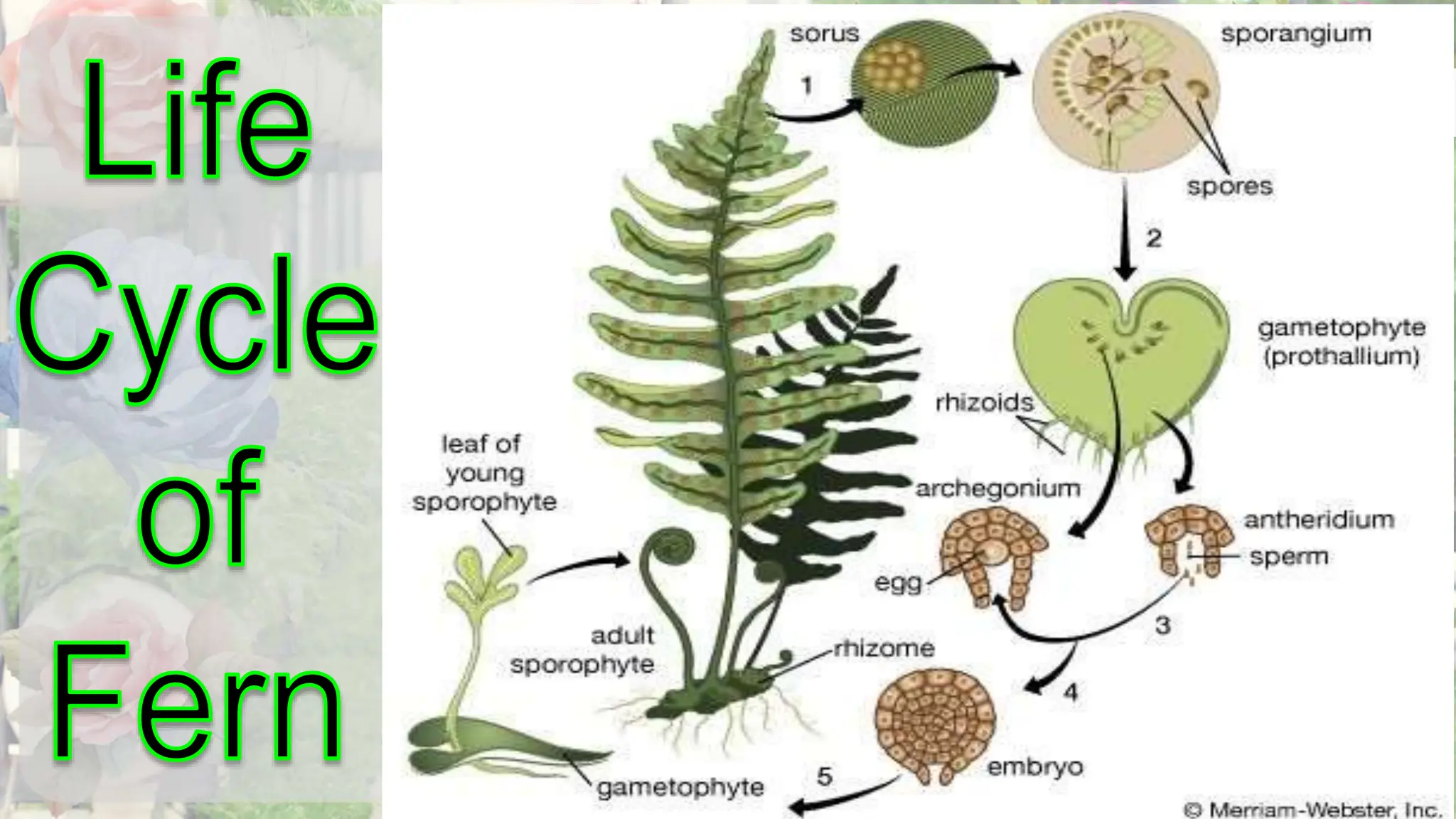 Plant Life Cycles of Flower bearing plant, spore bearing plant and Cone bearing plant | PPTX