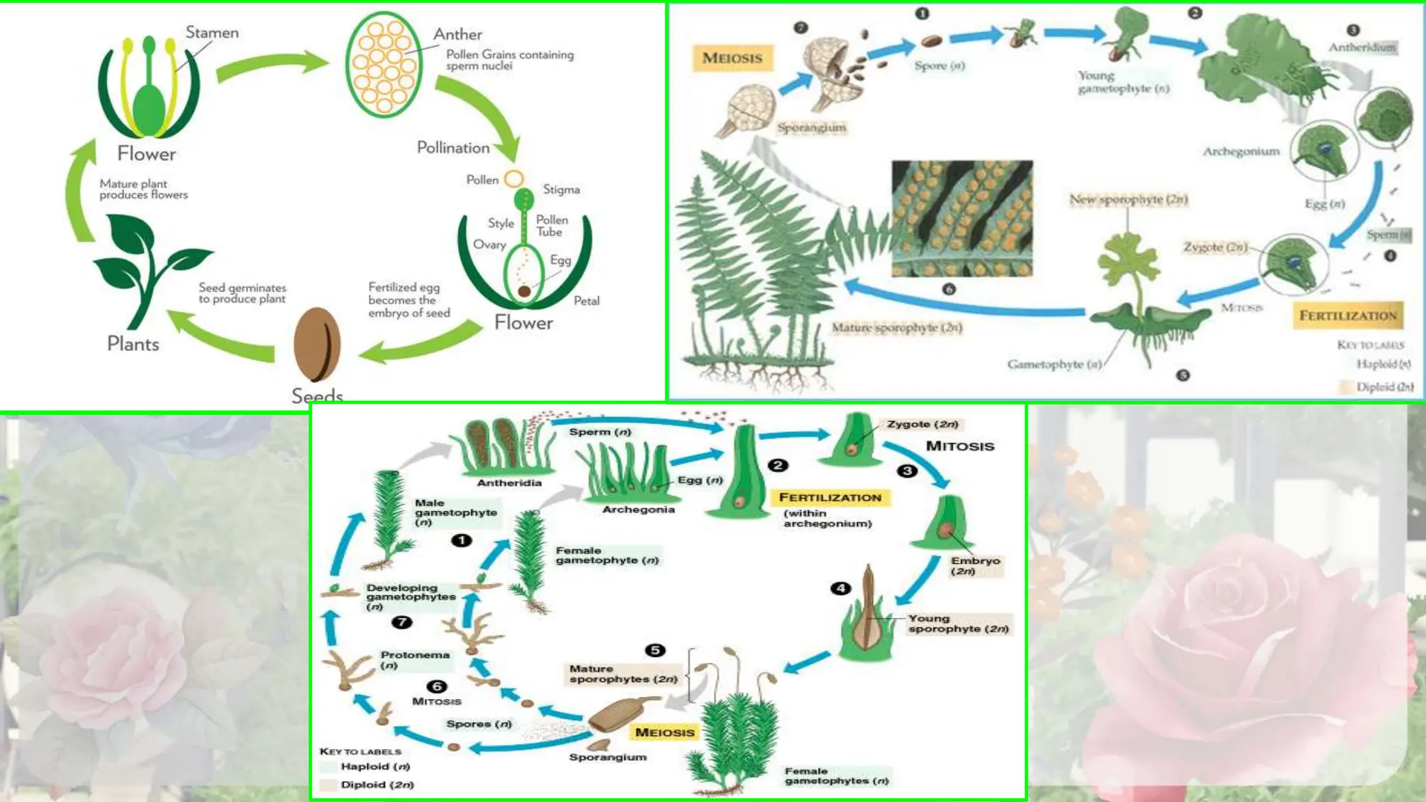 Plant Life Cycles of Flower bearing plant, spore bearing plant and Cone bearing plant | PPTX